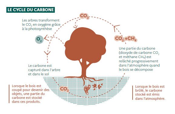 Les For ts Fragilis es Par Le Changement Climatique MtaTerre Les For ts Fragilis es Par Le Changement Climatique MtaTerre